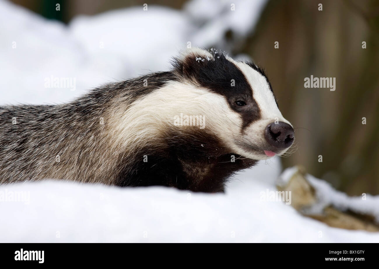 European badger in snow - Meles meles Stock Photo - Alamy