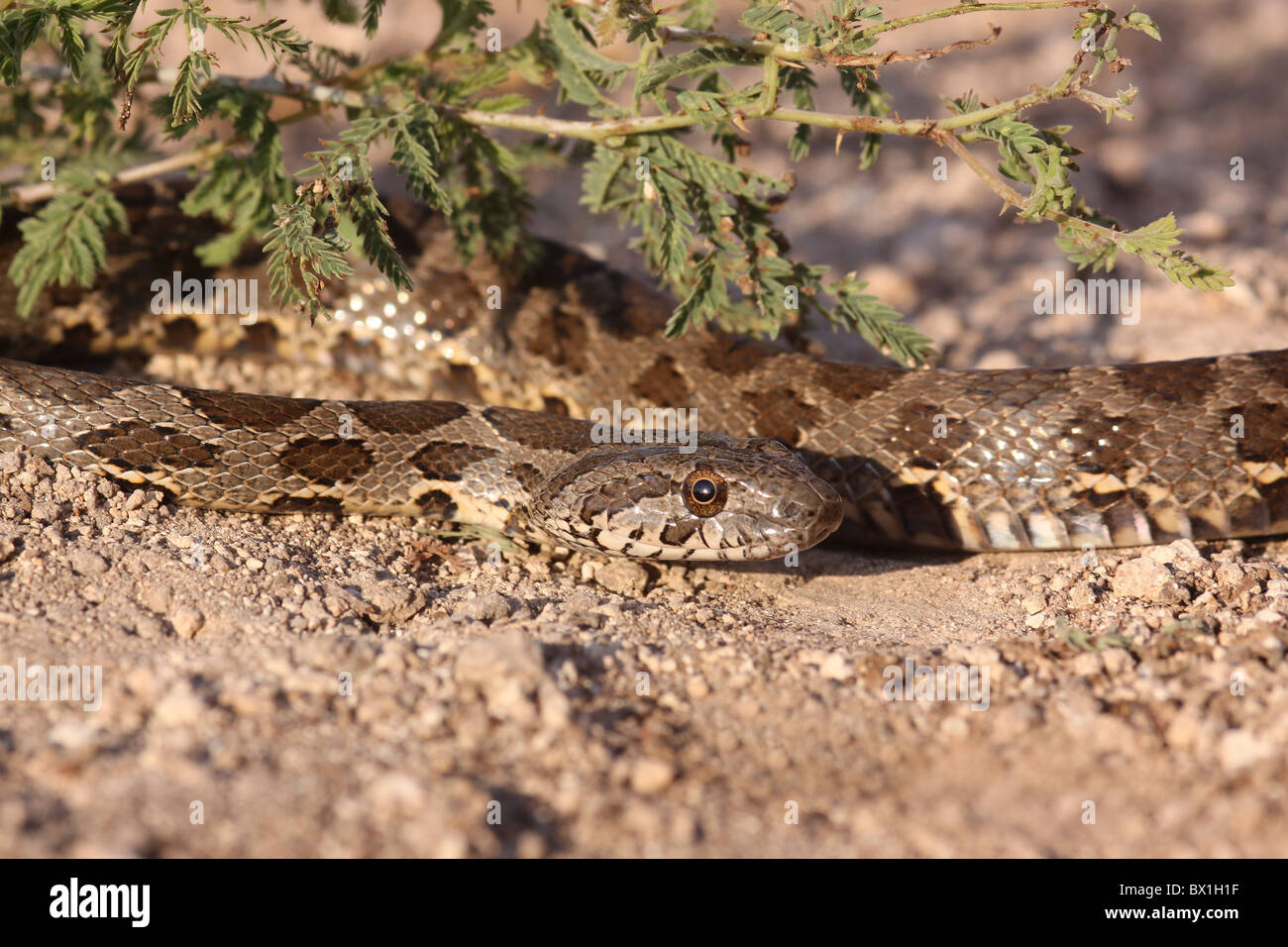 Snakes Of Israel High Resolution Stock Photography and Images - Alamy