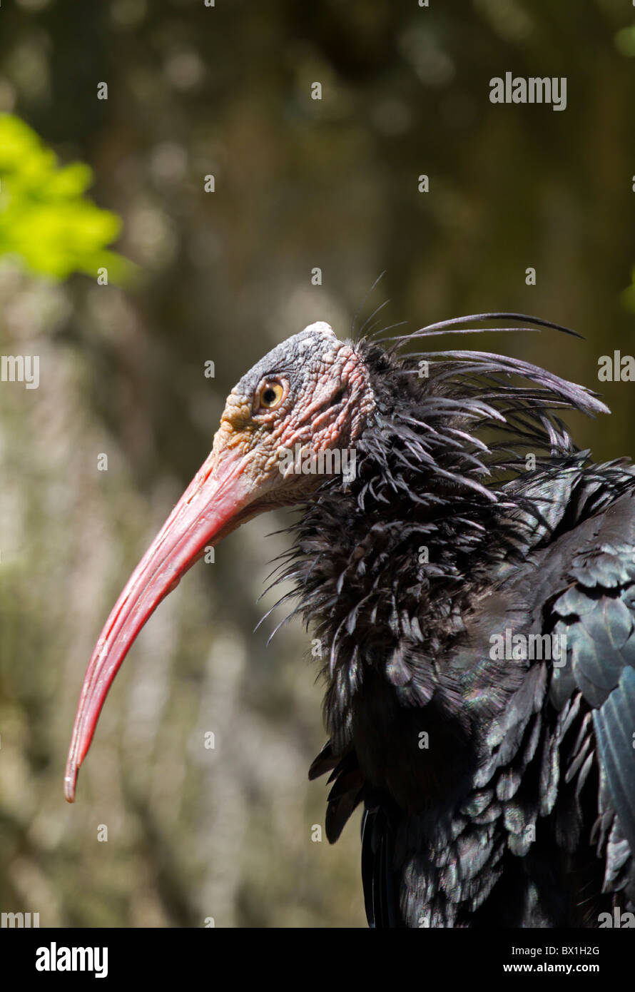 Portrait of a Waldrapp - Geronticus eremita Stock Photo - Alamy