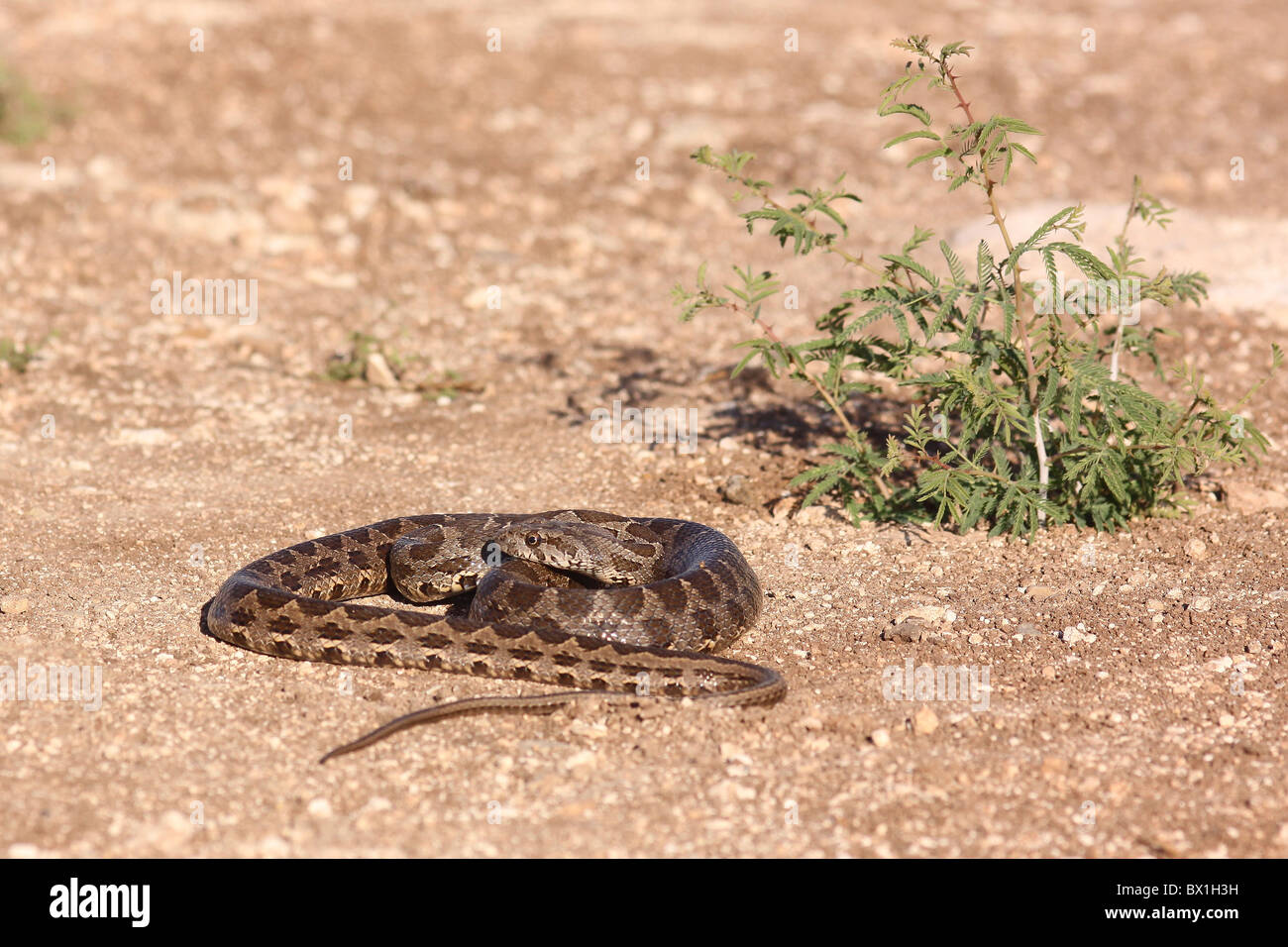 Coin-marked Snake (Hemorrhois nummifer syn Coluber nummifer) AKA Asian ...
