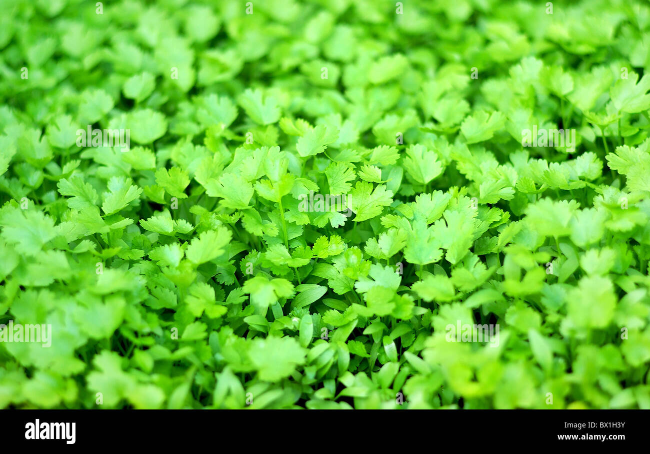 Texture of green cilantro Stock Photo - Alamy