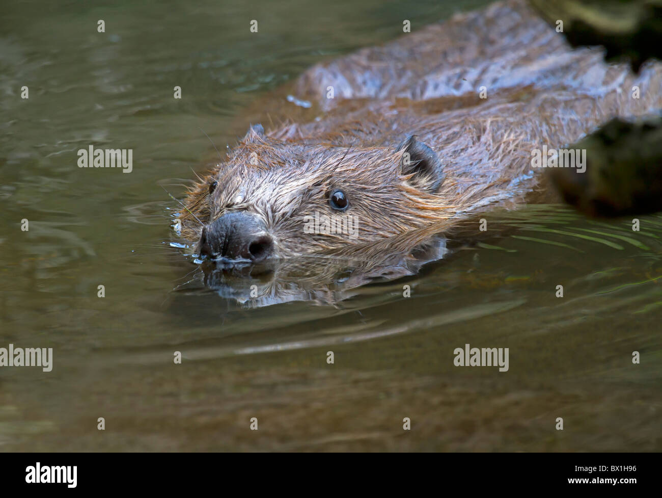Beavers swimming hi-res stock photography and images - Alamy