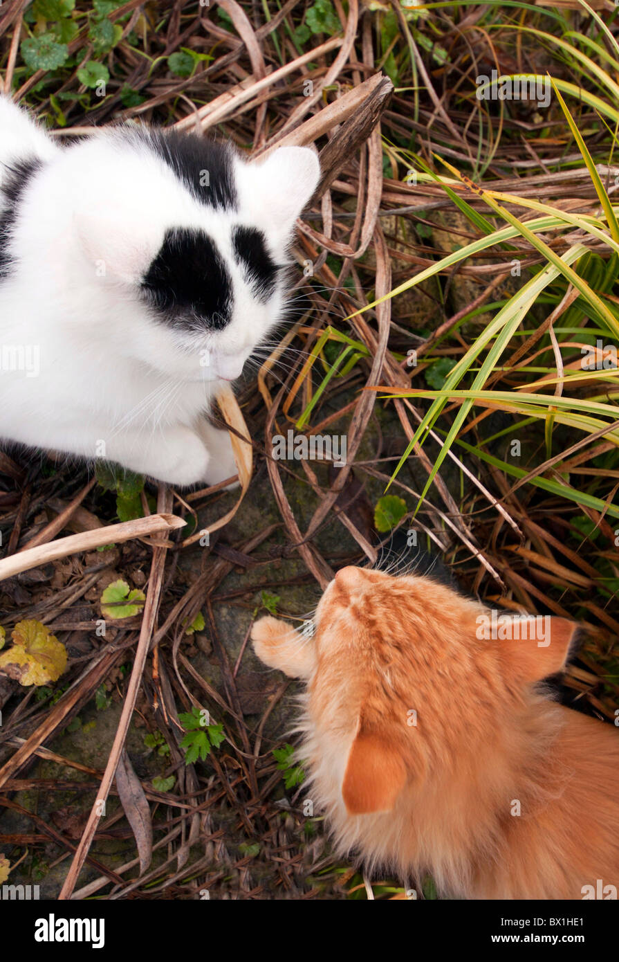 View from above at the two cats looking at each other Stock Photo - Alamy