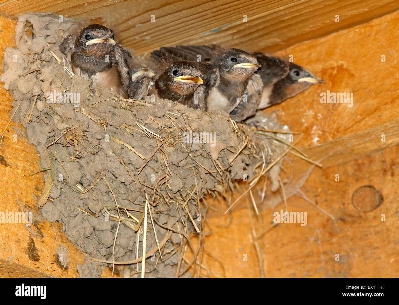 Barn swallow feeding a fledgling hi-res stock photography and images ...