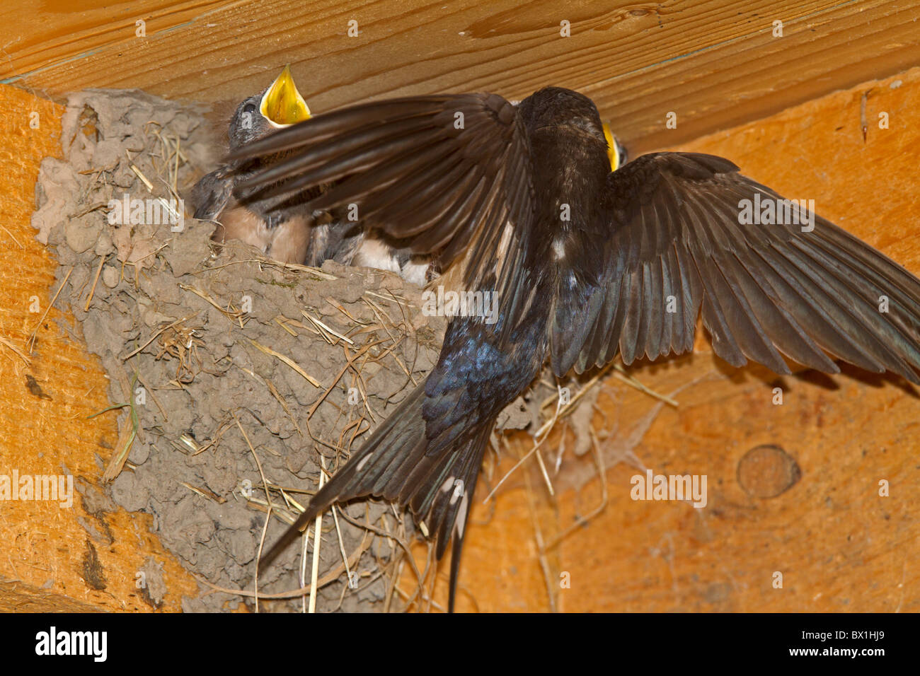 Swallow At Nest High Resolution Stock Photography and Images - Alamy
