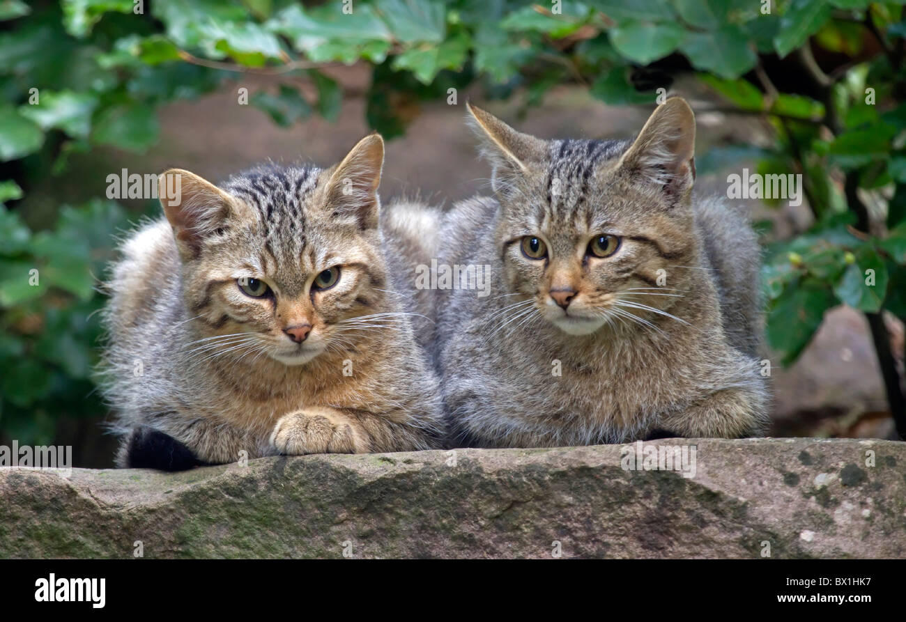 Young wildcats lying on a stone - Felis silvestris Stock Photo - Alamy