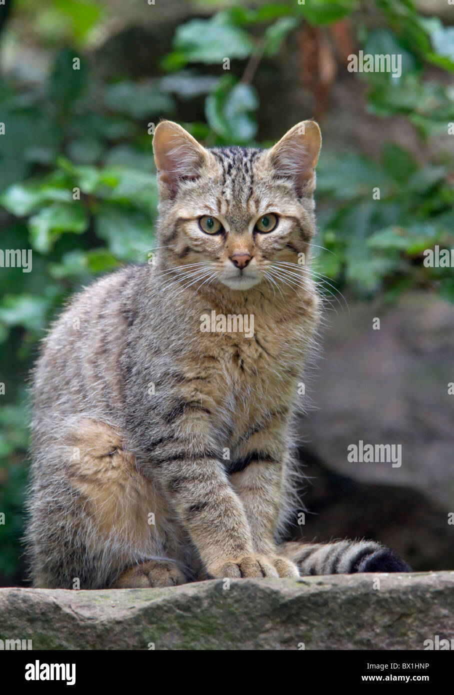 Sitting wildcat on a stone - Felis silvestris Stock Photo - Alamy