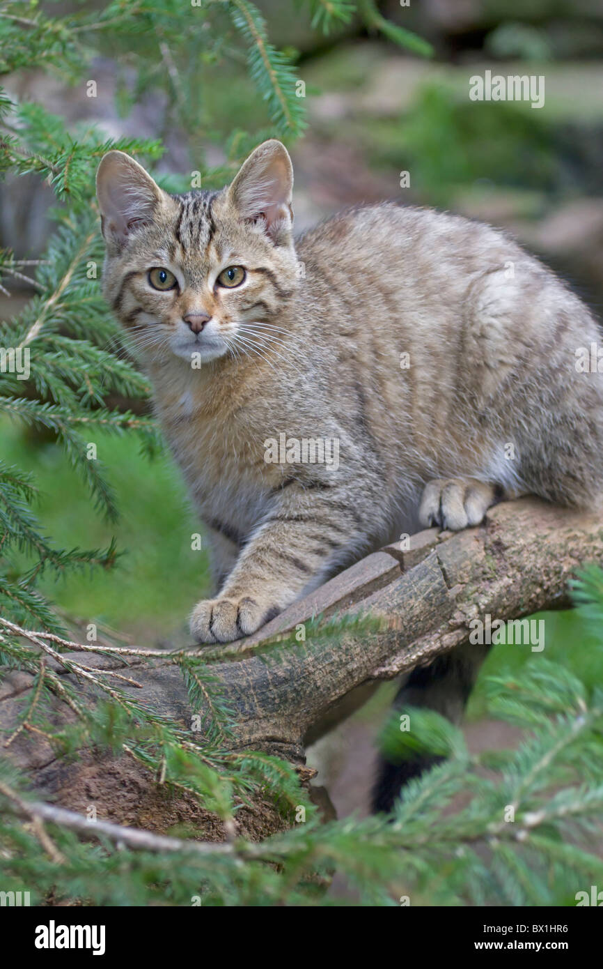 Wildcat with young animal hi-res stock photography and images - Alamy