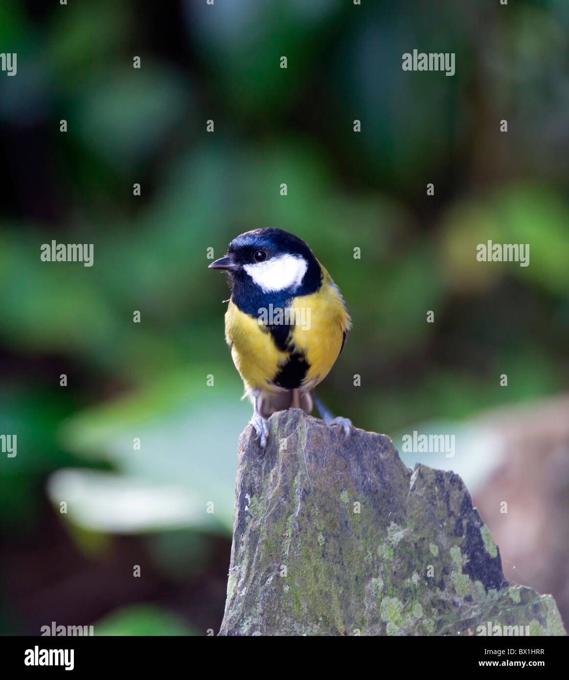 The Great Tit Stock Photo - Alamy