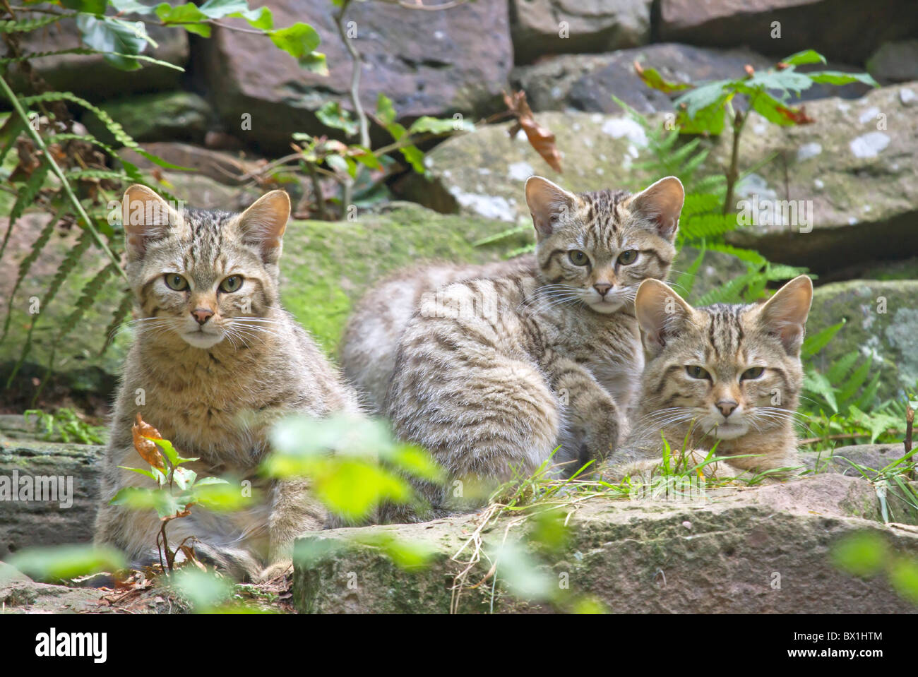 Young wildcats - Felis silvestris Stock Photo - Alamy