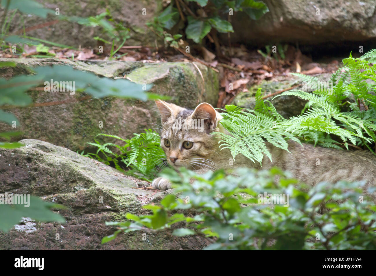 Young cat lurking hi-res stock photography and images - Alamy
