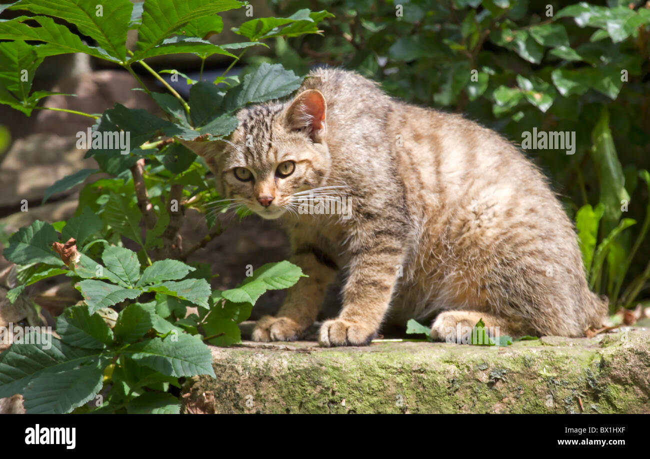 Lurking young wildcat sitting on a stone - Felis silvestris Stock Photo ...
