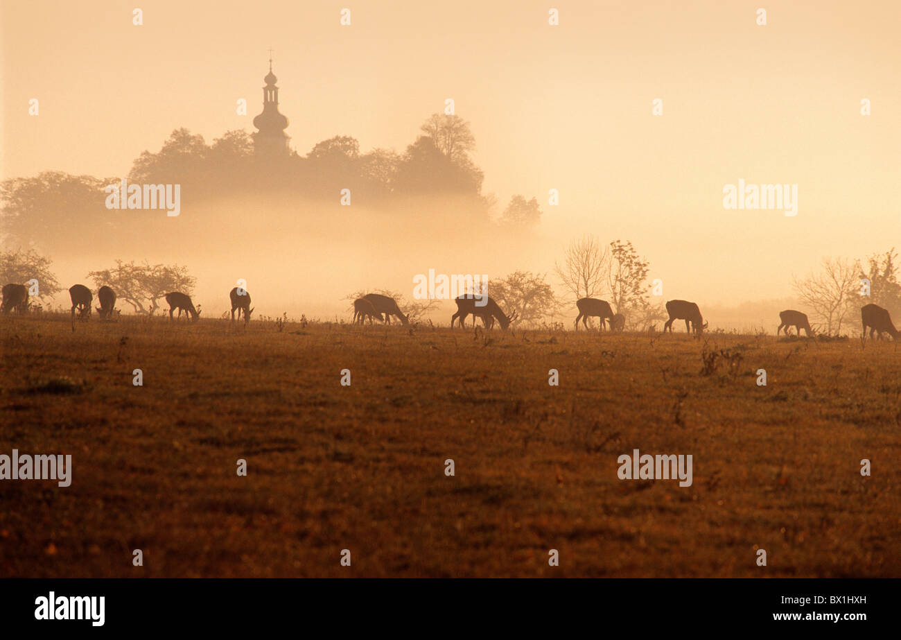 Czech animals hi-res stock photography and images - Alamy