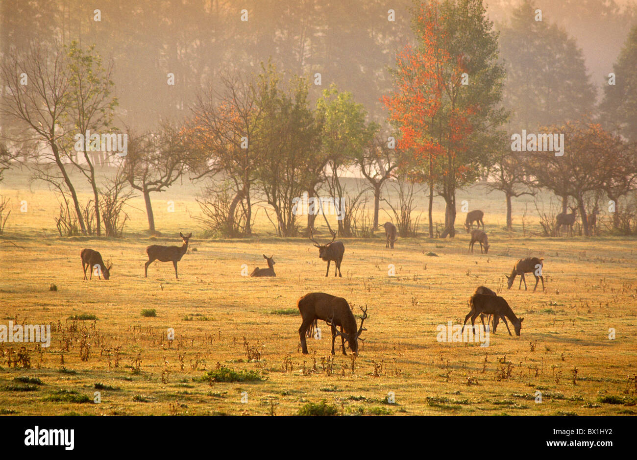 Czech animals hi-res stock photography and images - Alamy