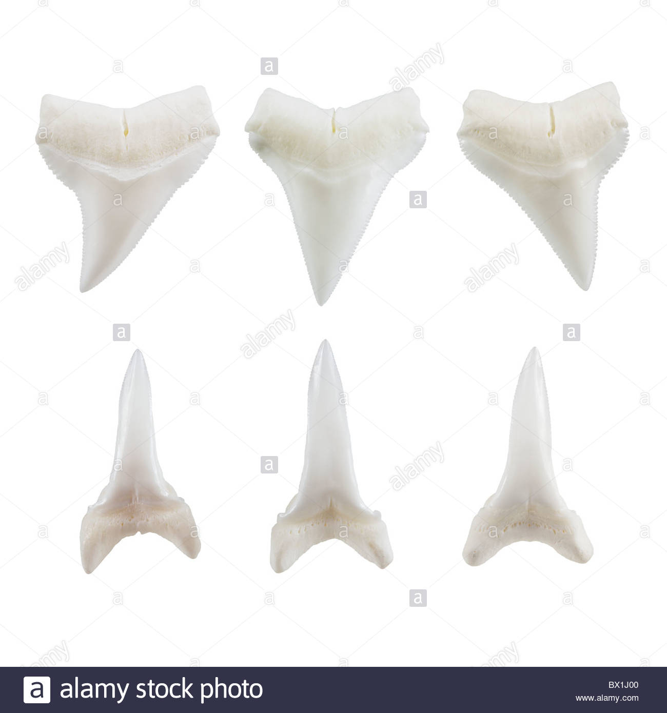 Teeth Shape High Resolution Stock Photography and Images - Alamy