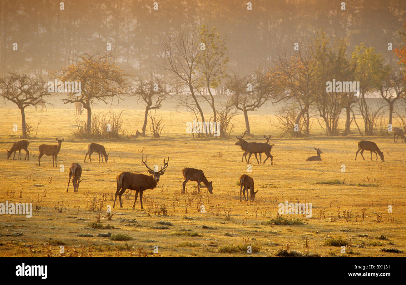Dawn deer hi-res stock photography and images - Alamy