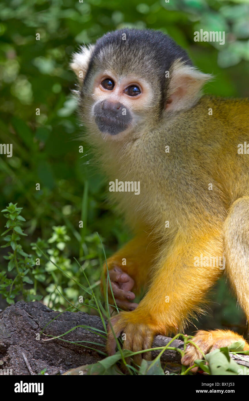 Squirrel monkey - Saimiri sciureus Stock Photo - Alamy