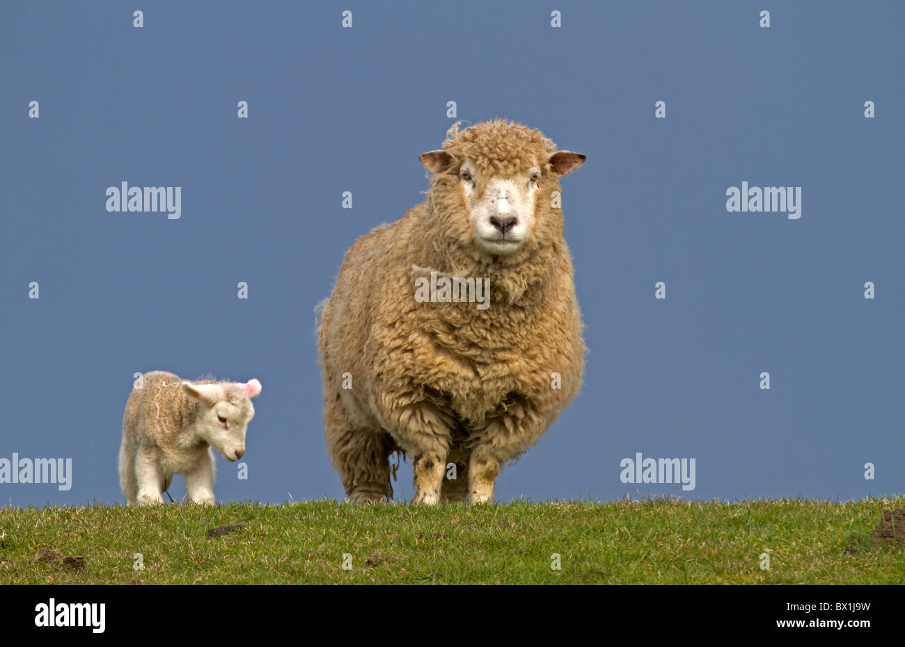 Animal lamb sheep hi-res stock photography and images - Alamy