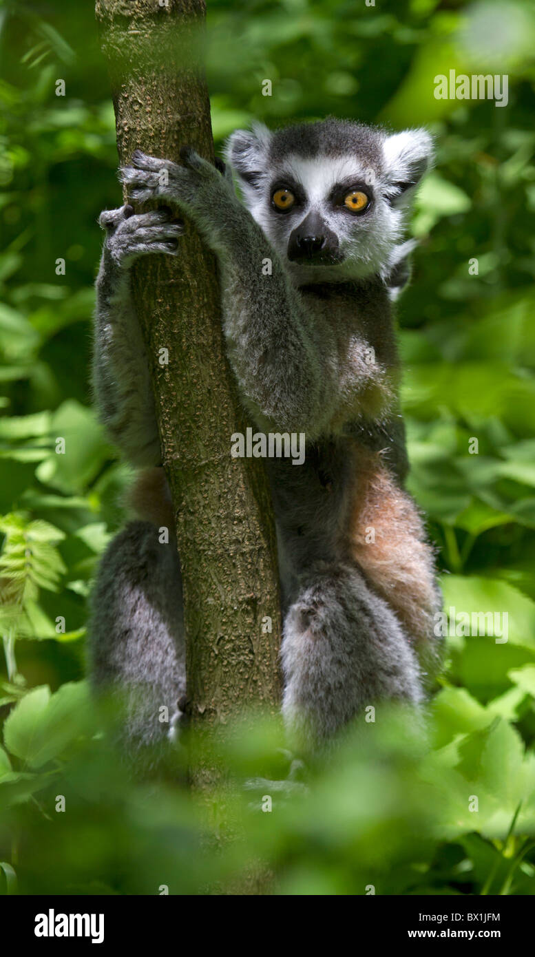 Ring tailed Lemur climbing at a tree - Lemur catta Stock Photo - Alamy
