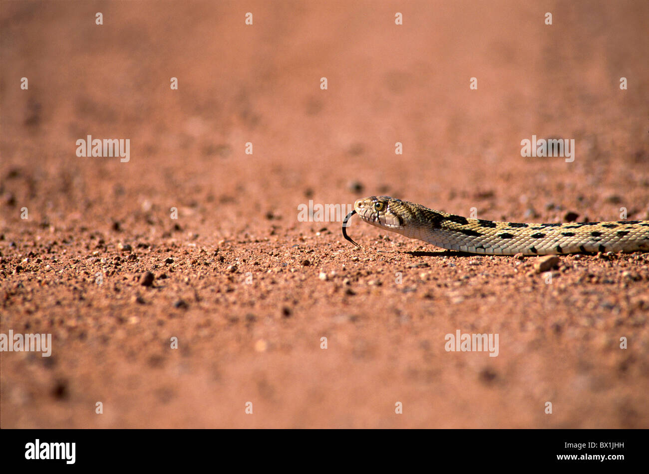 Gopher Snake USA America United States Utah animal snake Stock Photo ...