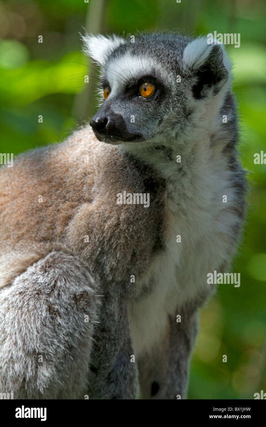 Maki affe hi-res stock photography and images - Alamy