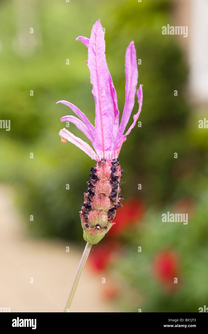 English Spring Garden Lavender in bloom (Lavandula stoechas Papillon ...