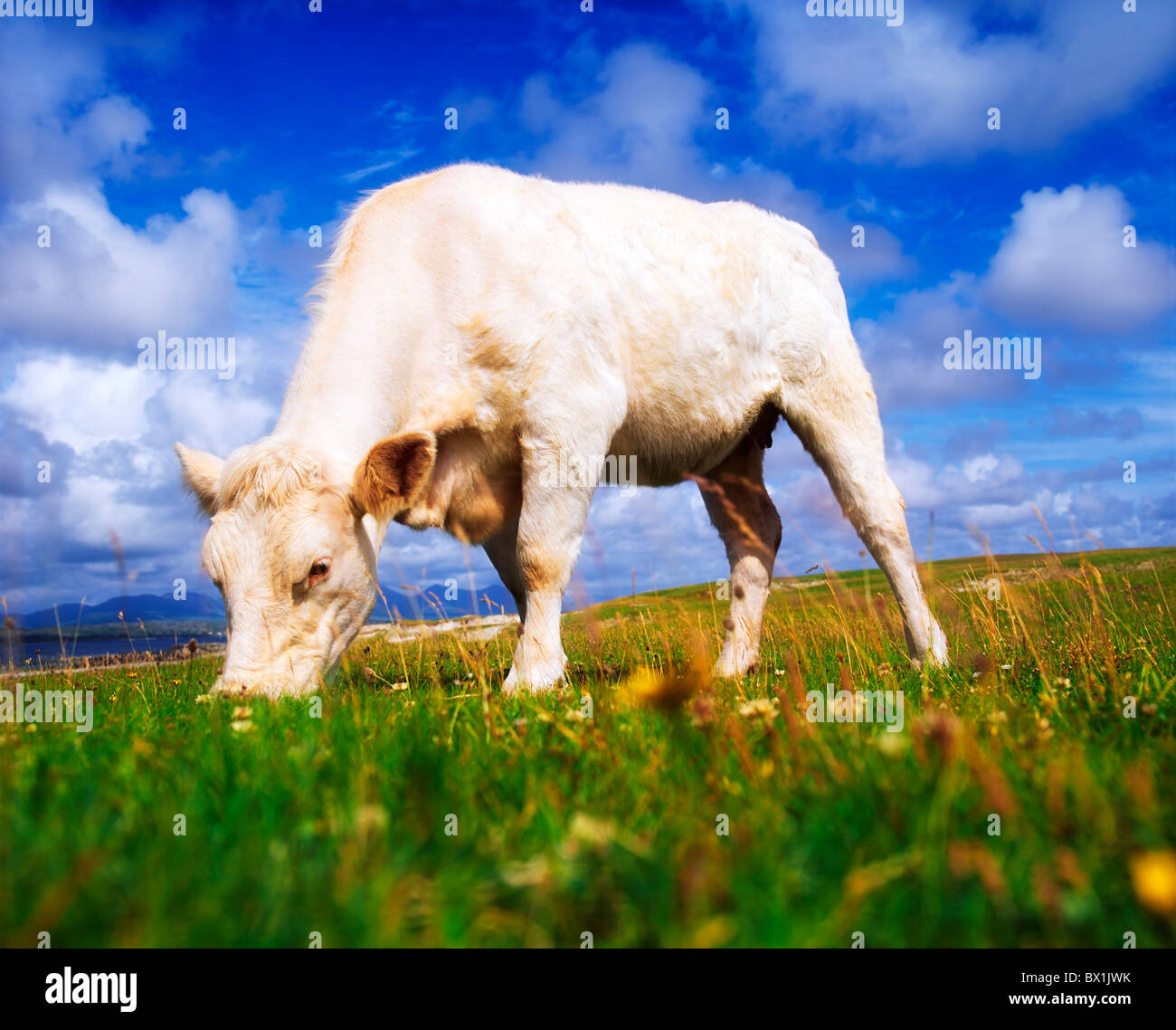 Charolais Cow Grazing, Mannin Bay, Ireland Stock Photo - Alamy