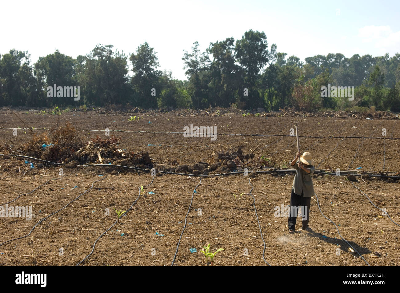 Palestinian farmer man hi-res stock photography and images - Alamy