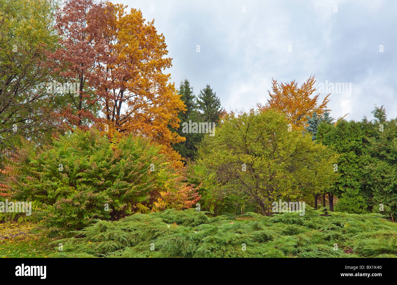 Evergreen bush and colorful trees in autumn city park Stock Photo - Alamy