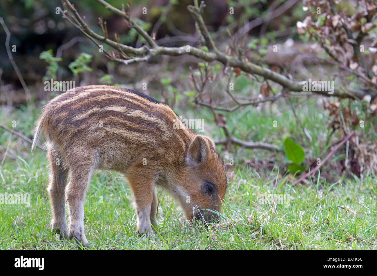 Pig floor hi-res stock photography and images - Alamy