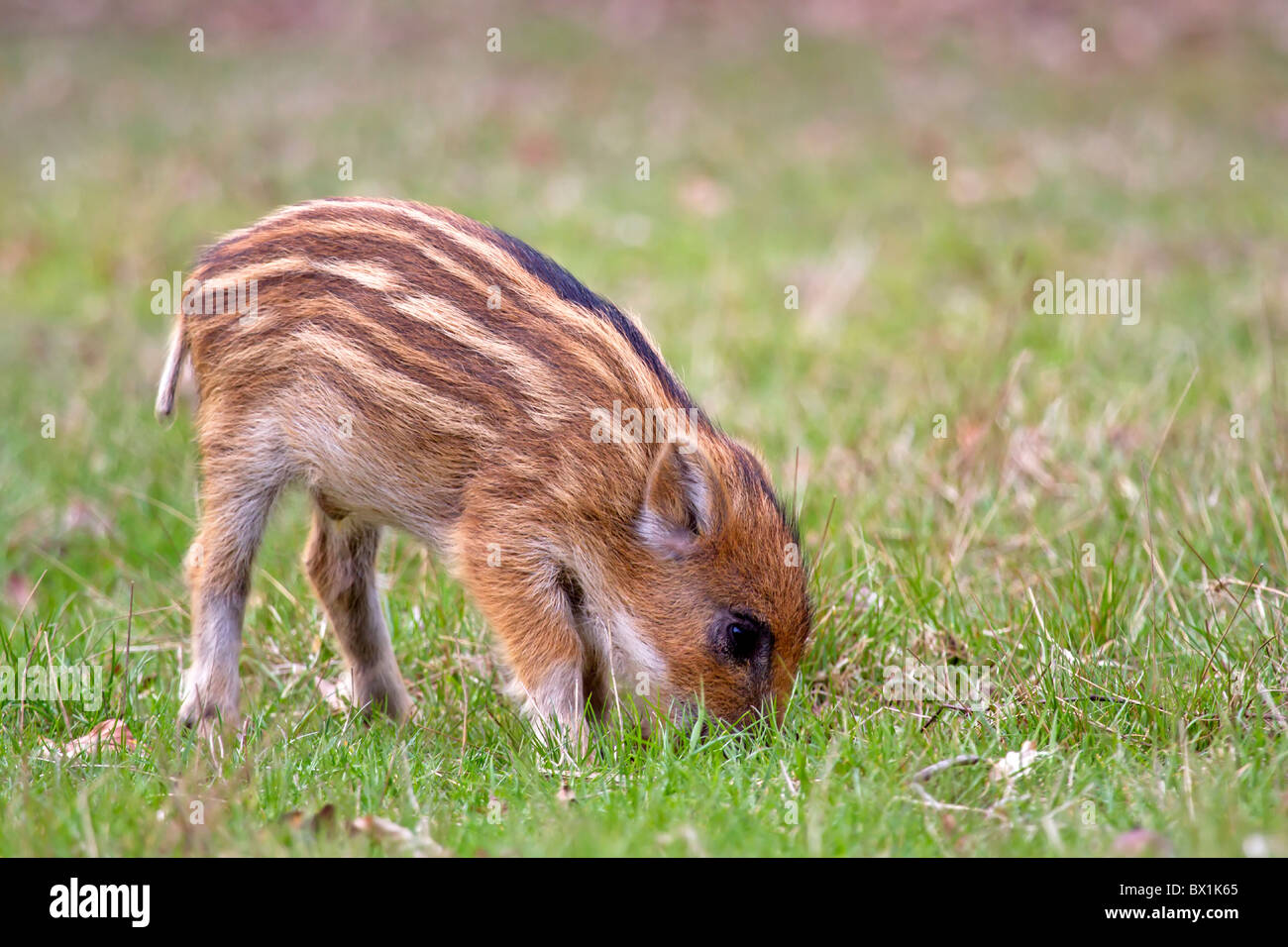 Burrowing mammals hi-res stock photography and images - Alamy