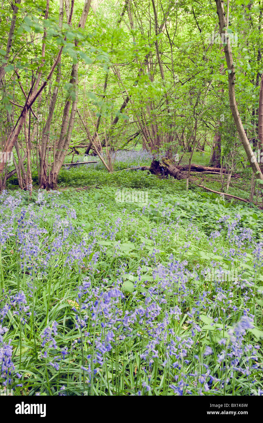 Bluebell Forest near Rolvenden Layne in Kent, England, UK Stock Photo ...