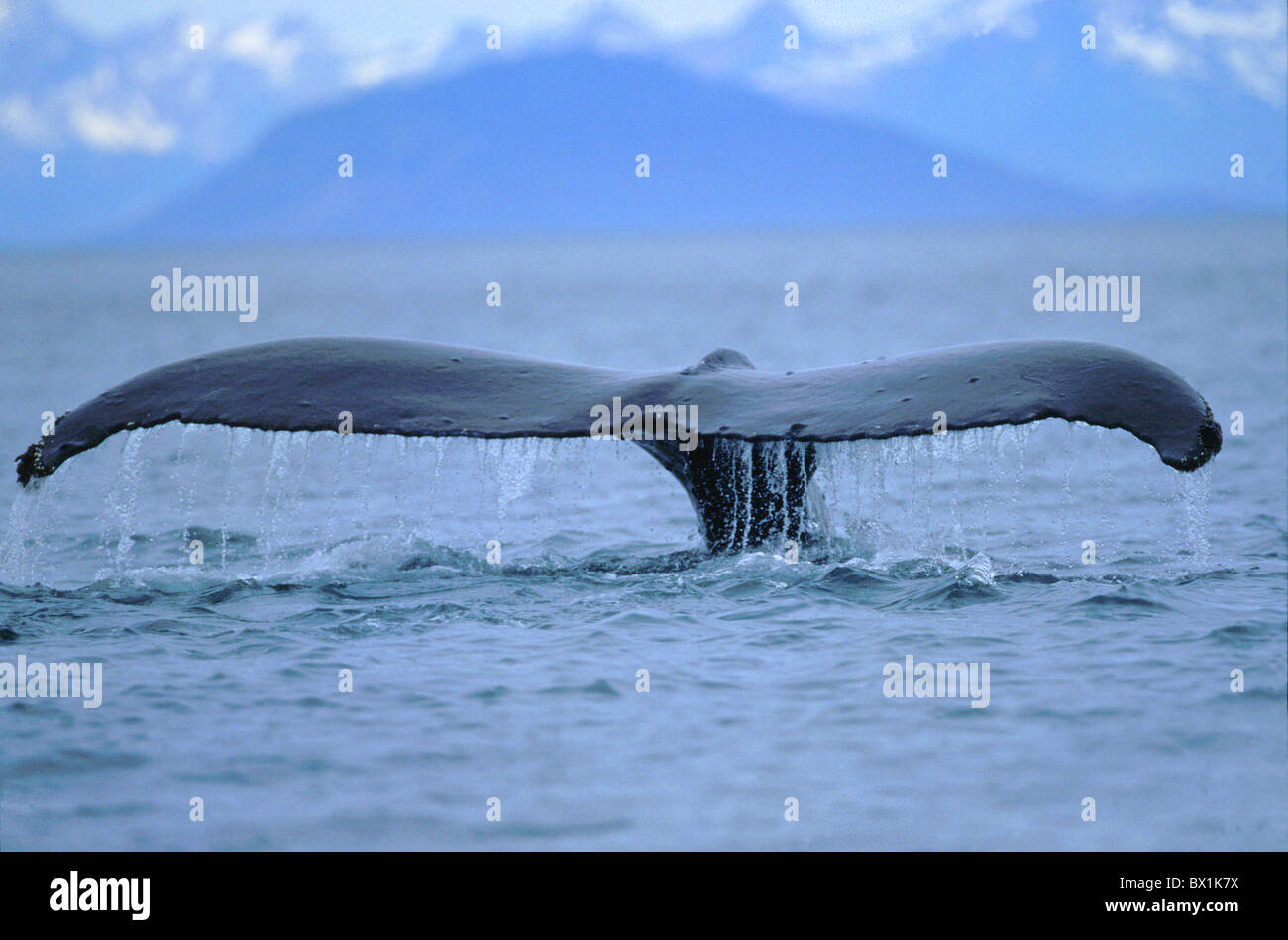 Alaska animal animals Frederick Sound Hump whale Humpback Whale in the ...