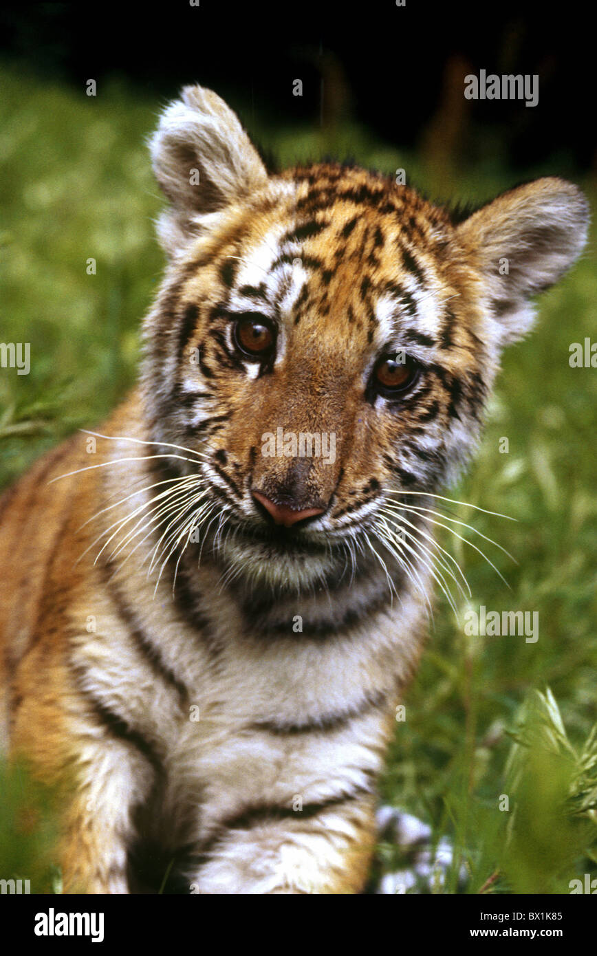 Tiger young young animal portrait animals animal Stock Photo - Alamy