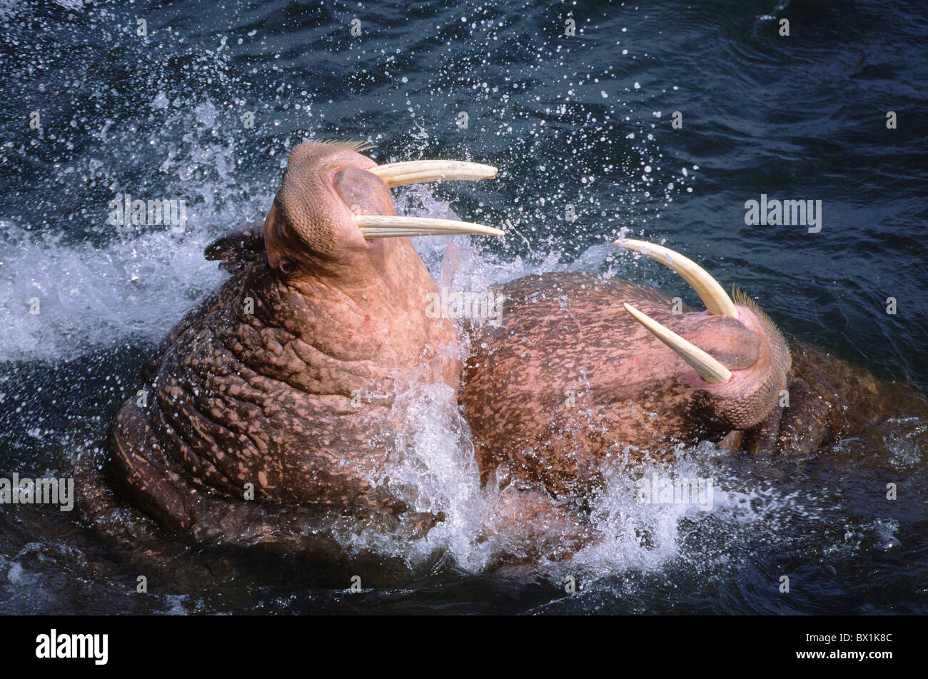 Alaska animal animals battle bull fight in the sea in the water males ...