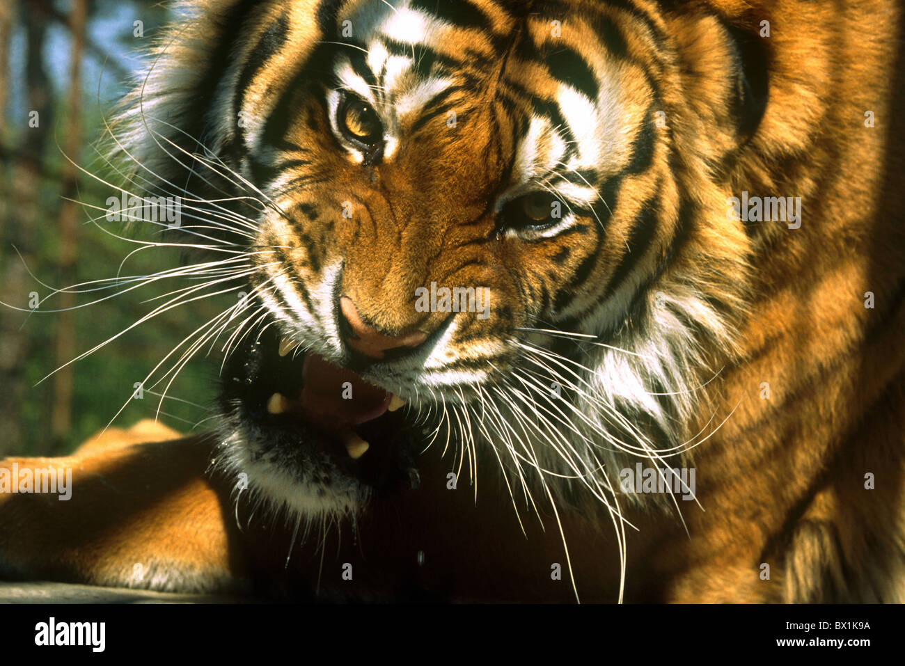 Tiger portraits hissing Aggressive teeth animals animal Stock Photo - Alamy