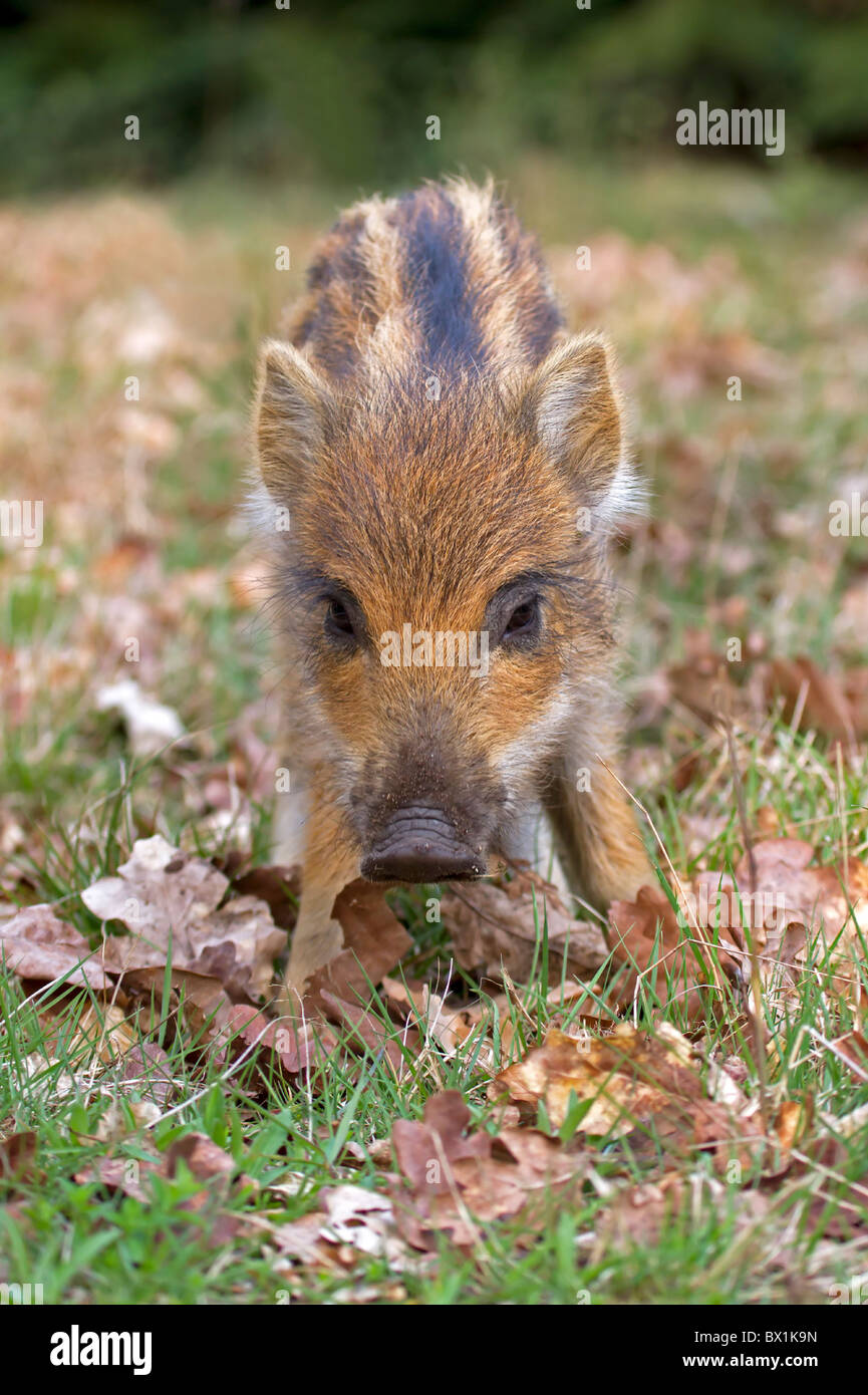 Attacking feral hog hi-res stock photography and images - Alamy