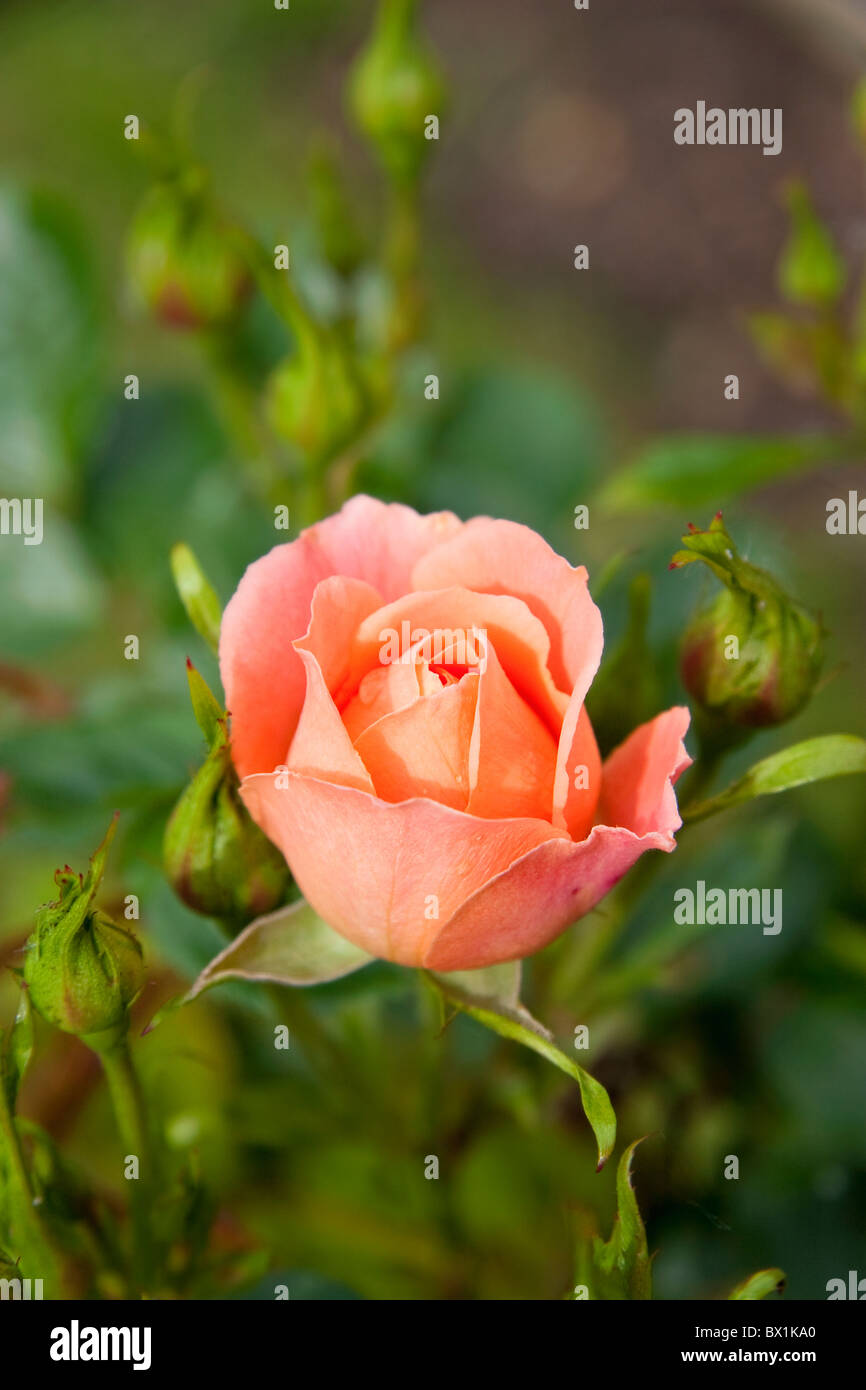 Spring Garden with Orange Hybrid Tea Rose in Bloom, England, UK Stock ...