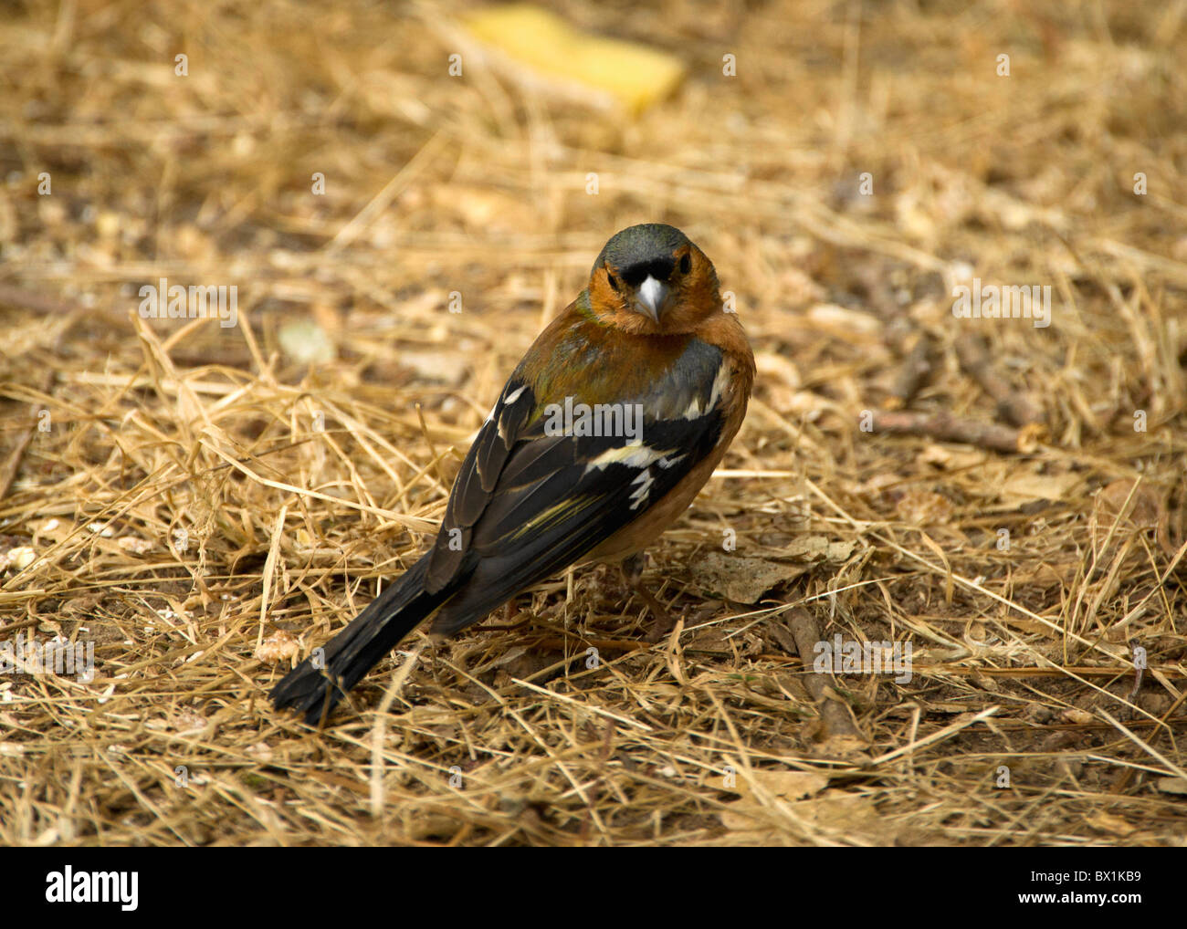 Colourful chaffinch hi-res stock photography and images - Alamy