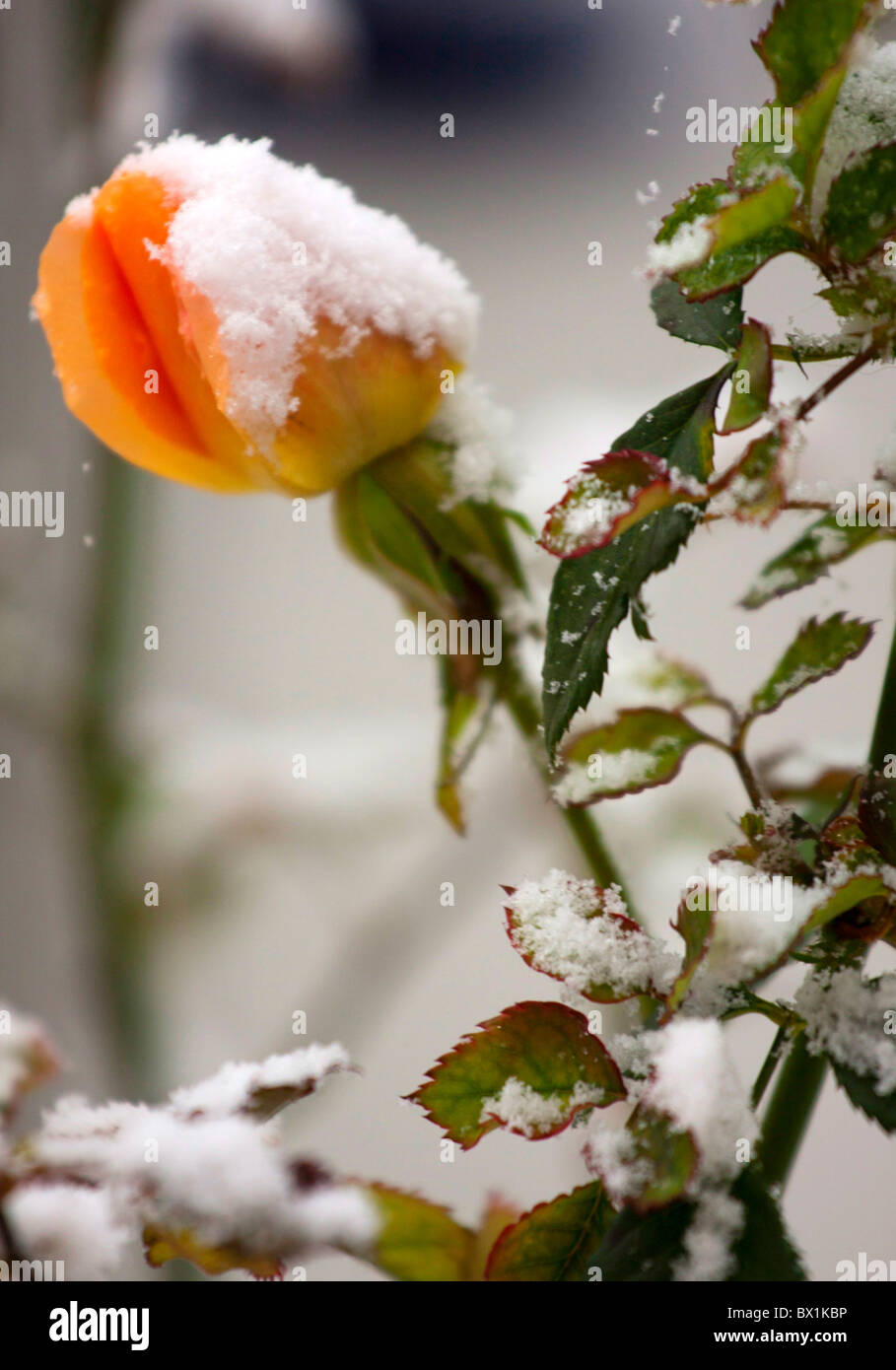 Rose under the fresh snow Stock Photo - Alamy