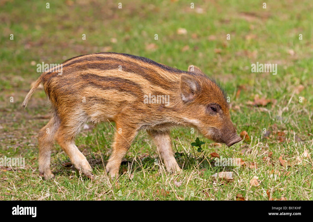Pig piglet running hi-res stock photography and images - Alamy