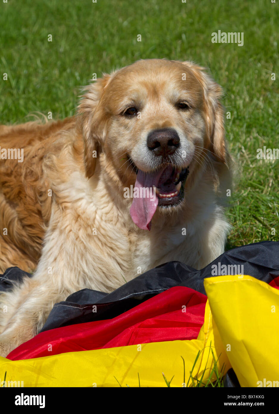 Golden Retriever sitting on a Germany banner Stock Photo - Alamy