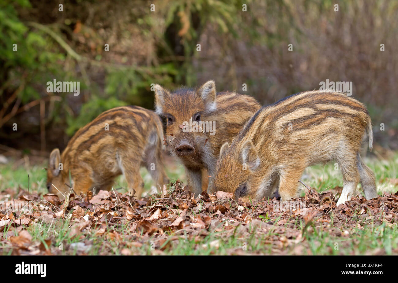 Burrowing piglets in a forest floor - Sus scrofa Stock Photo - Alamy