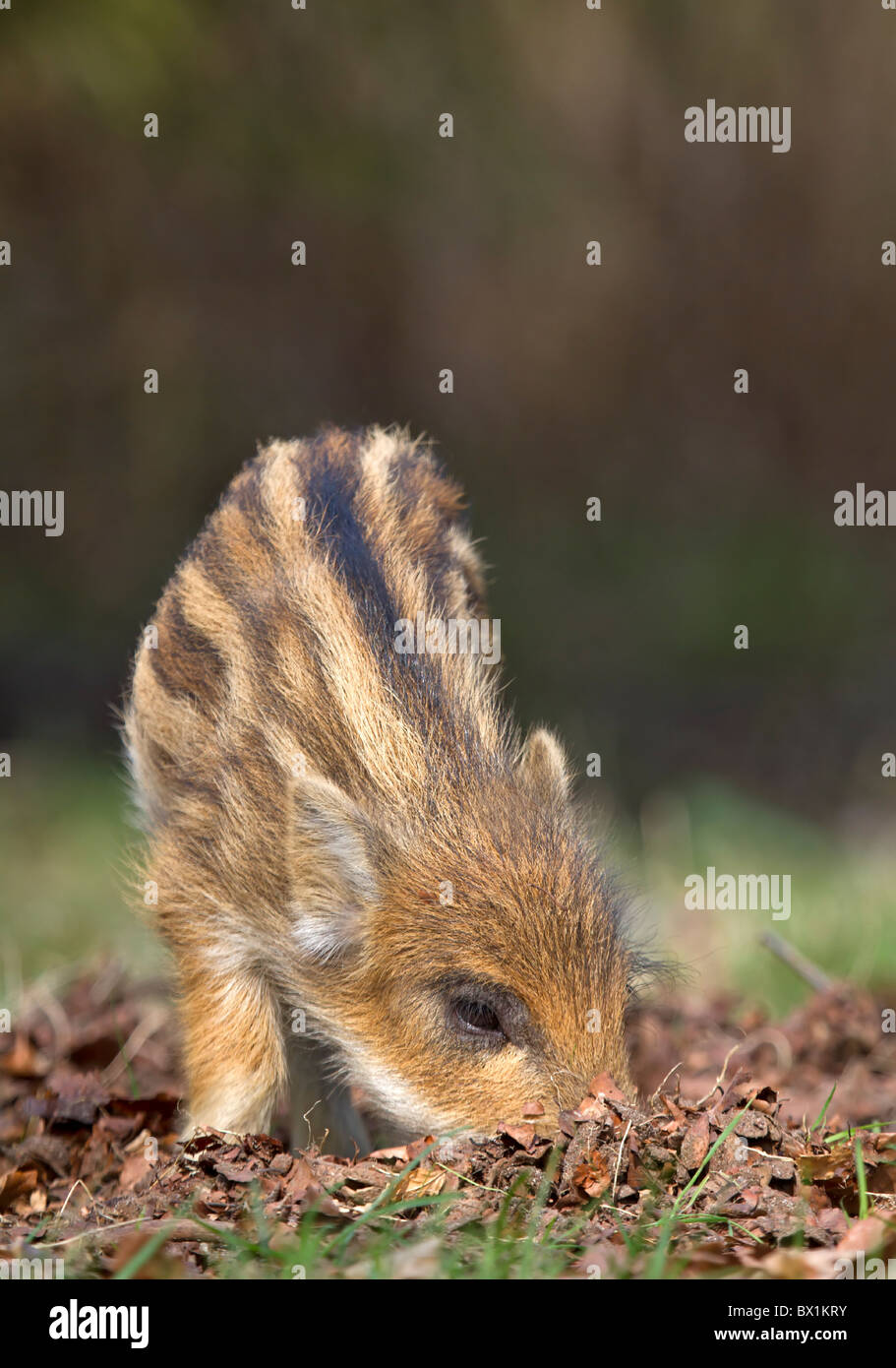 Burrowing piglet in a forest floor - Sus scrofa Stock Photo - Alamy