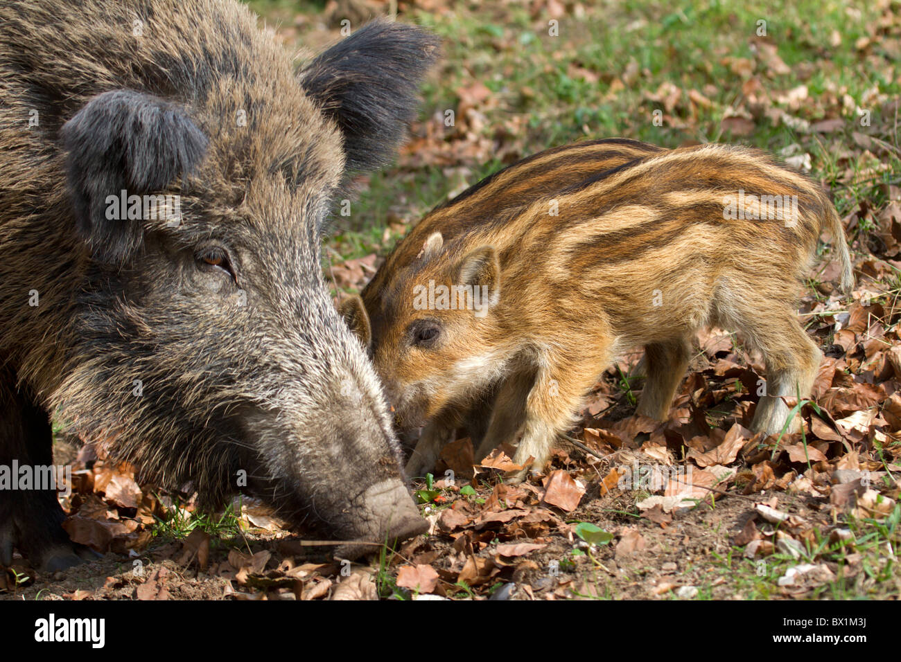 Wild boar with young animals - Sus scrofa Stock Photo - Alamy
