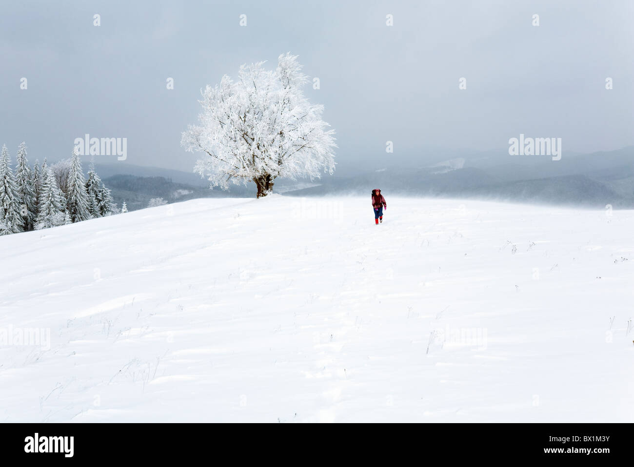 winter inclement dull day mountain landscape with snowy trees and woman ...