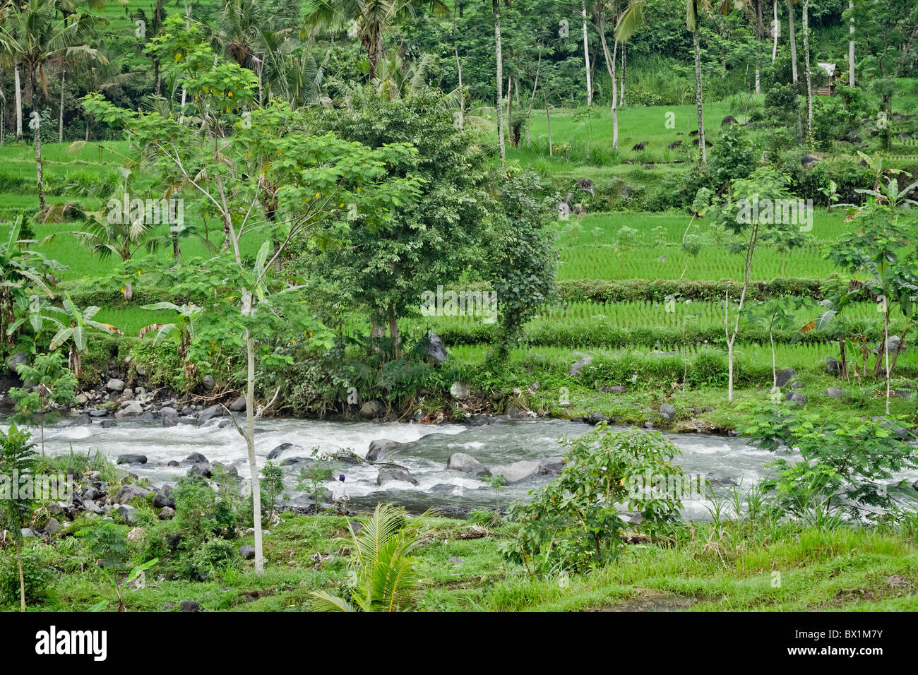 typical terrace rice fields of Bali, Indonesia Stock Photo - Alamy