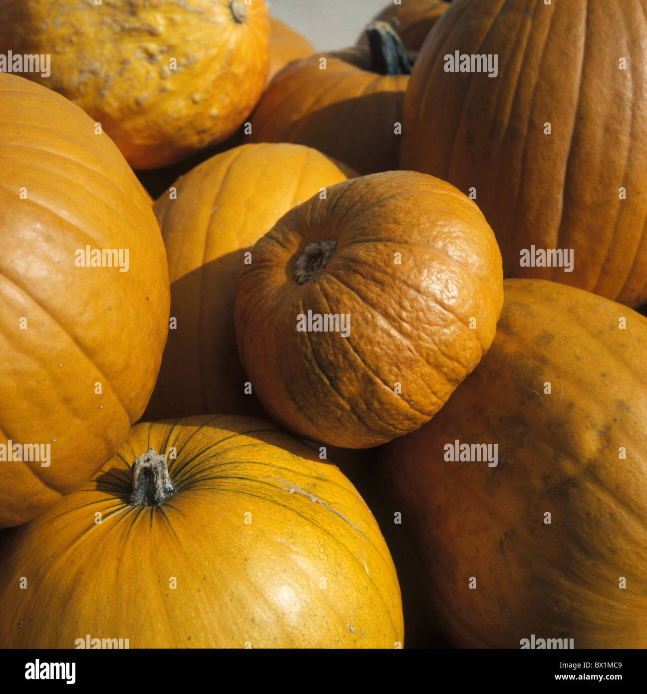 field crop food pumpkin yellow accumulation congestion vegetable ...