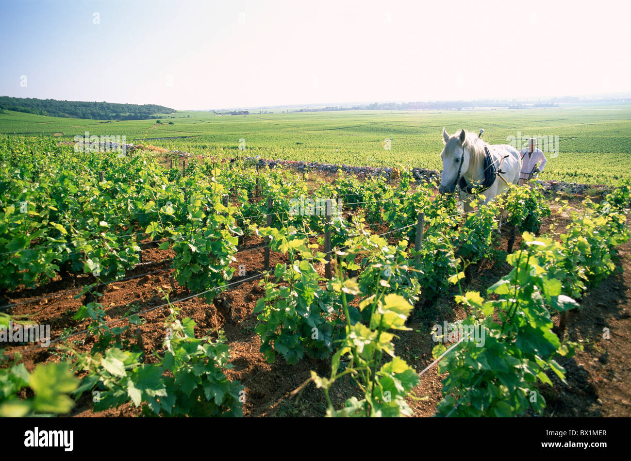 Agriculture Bourgogne Burgundy Countryside Farmer France Europe plowing ...