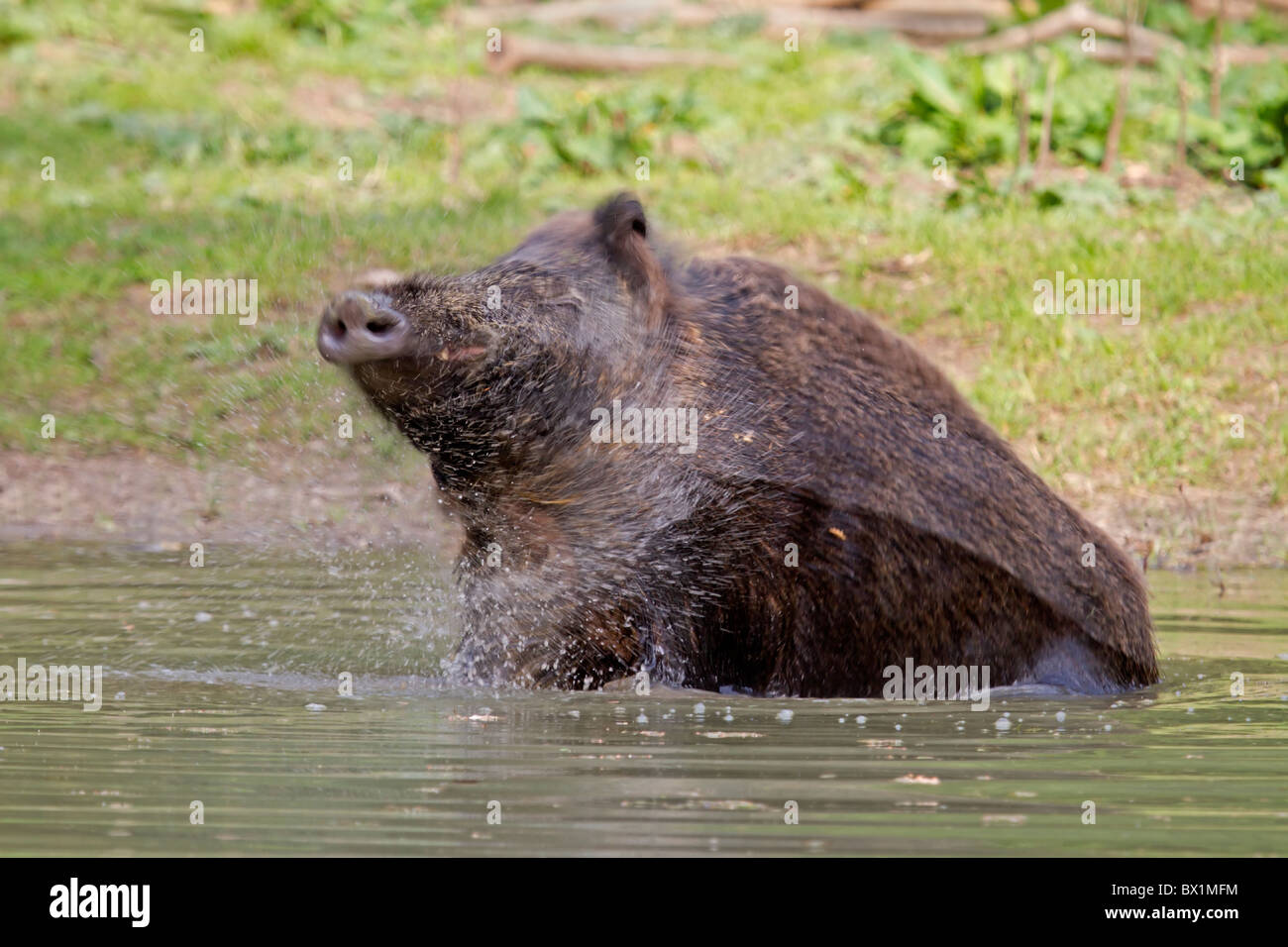 Bathing wild boar in a sea - Sus scrofa Stock Photo - Alamy